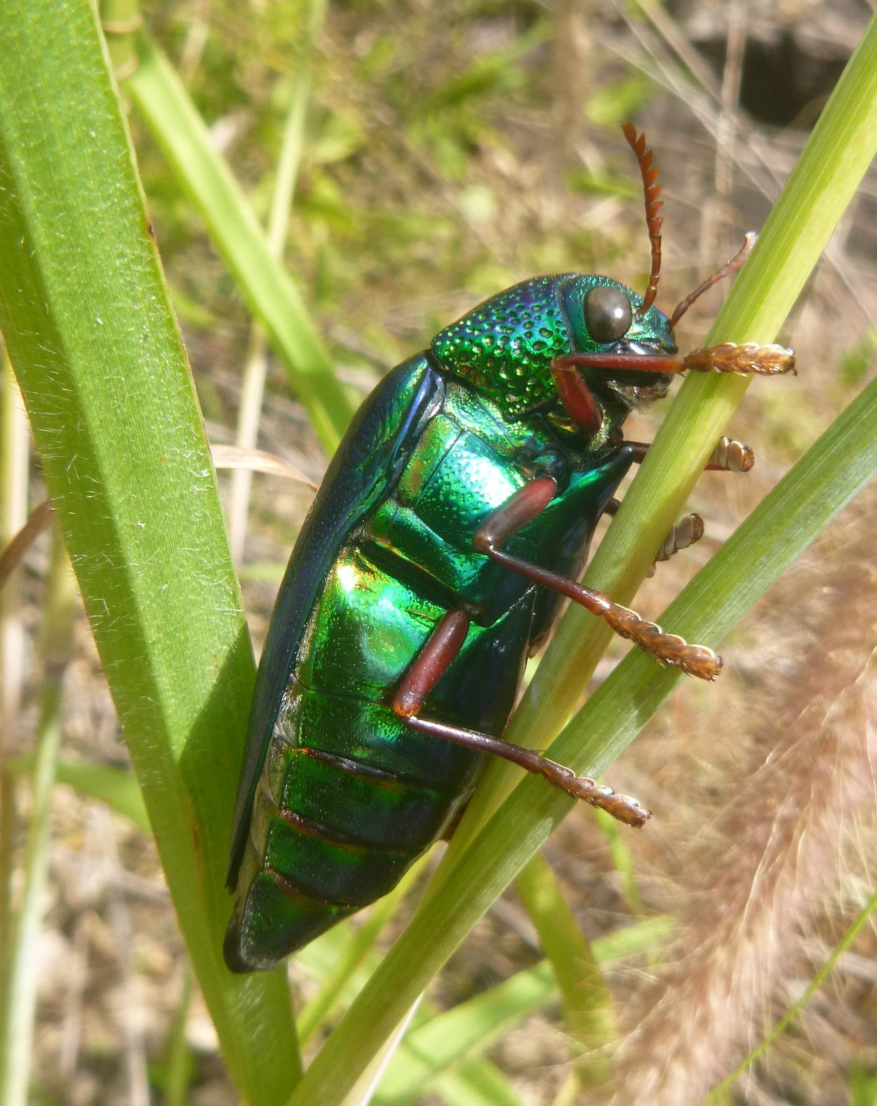 Jewel Beetle Information – Artsy Craftsy Spider